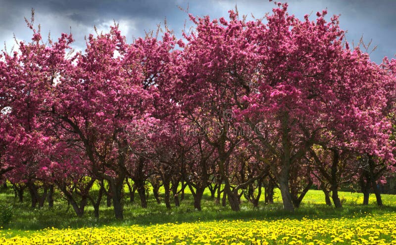 Colorful flowers and trees stock image. Image of garden - 14121197