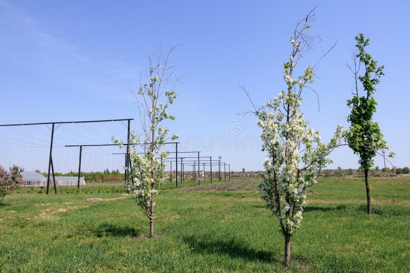Blossoming Trees in Green Field with Support Structures on Sunny Day ...
