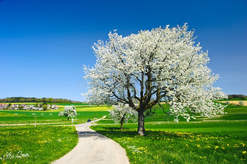Spring Season Bloom stock photo. Image of landscape, estate - 22982932