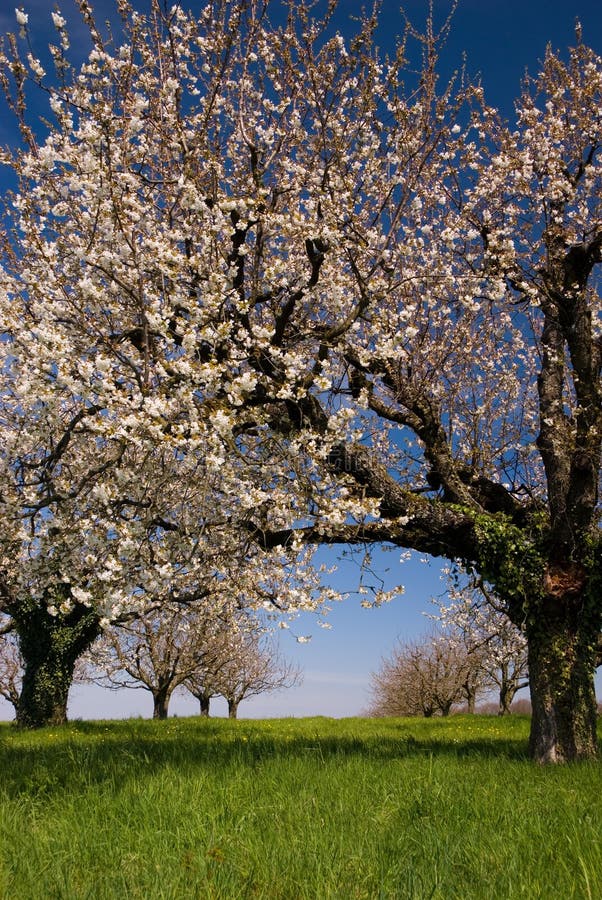 Blossoming Trees in Spring. Stock Image - Image of pasture, florescence ...