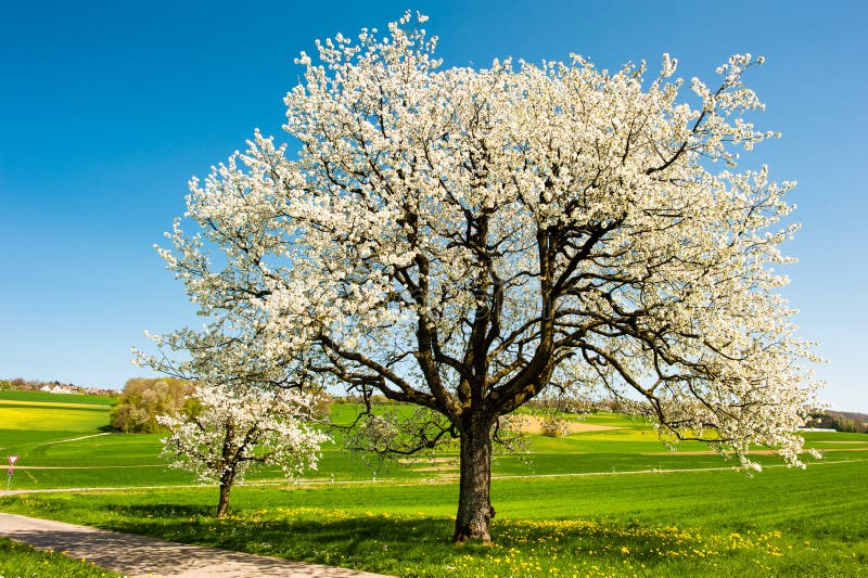 Blossoming trees in spring stock photo. Image of clean - 25581092