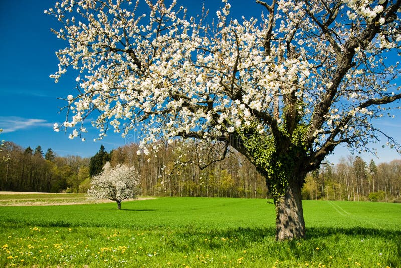 Blossoming trees in spring stock image. Image of field - 7376695