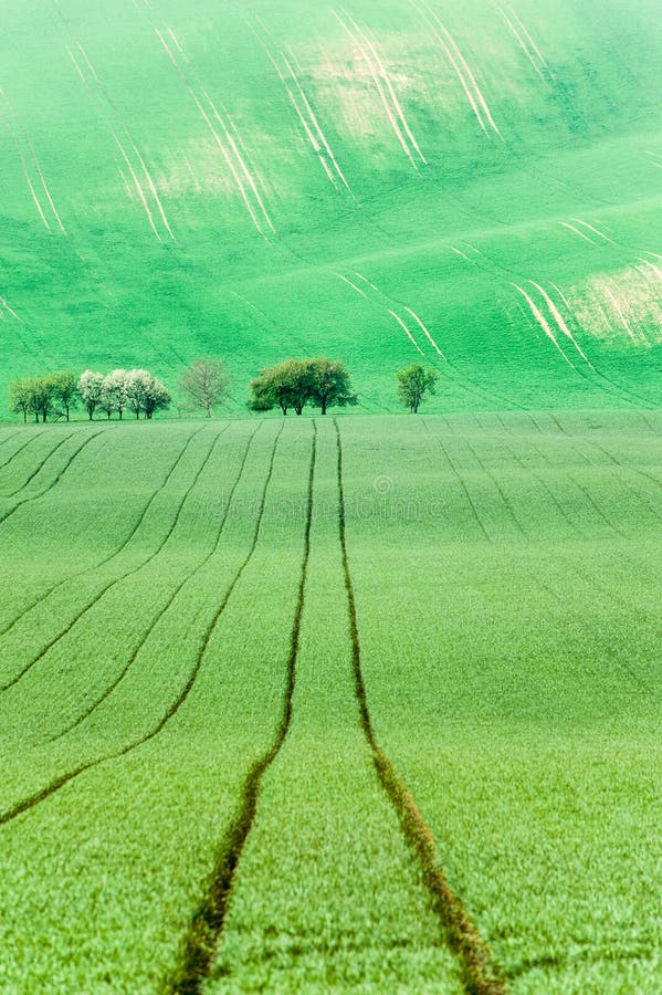 Blossoming Trees on Wavy Rolling Textured Rural Fields Background Stock ...