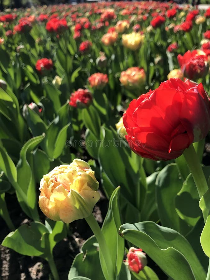 Blossoming Tulips on a Sunny Day Stock Image - Image of nature, pink ...