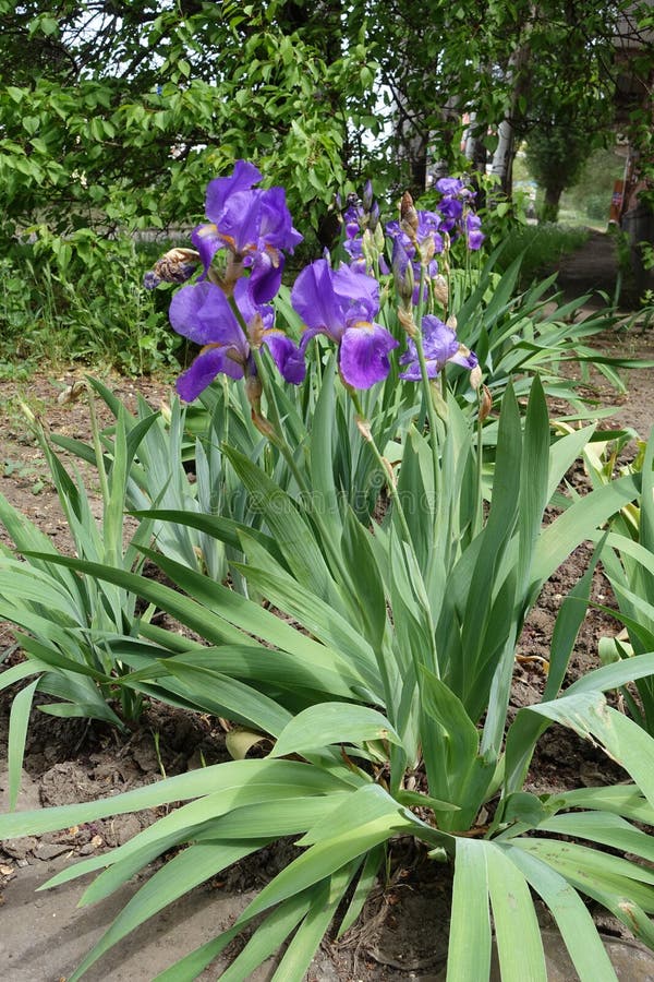 Blossoming Violet German Bearded Iris Stock Photo - Image of flora ...