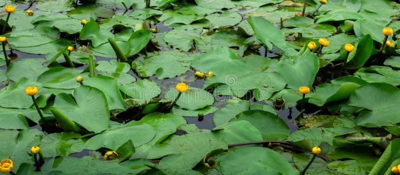 Blossoming Water-lily Nuphar Luteum on the Water Stock Image - Image of ...