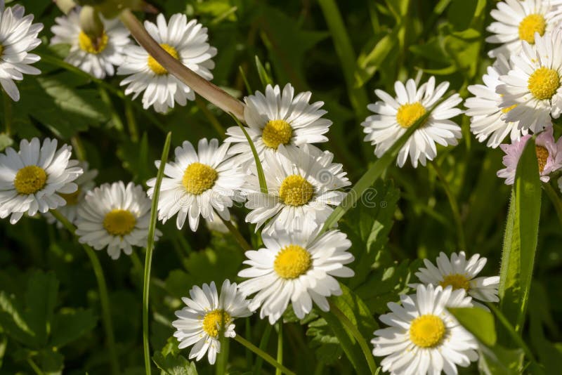 Blossoming white daisies stock photo. Image of german - 70670858