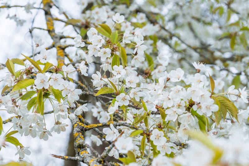Blossoming White Flowers on a Tree in Spring, Germany Stock Photo ...