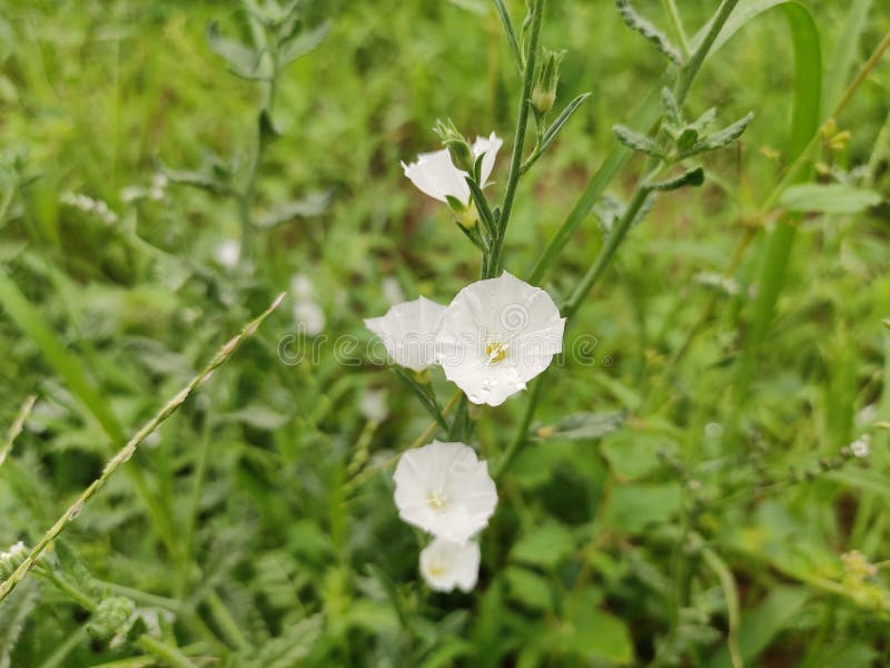 Beautiful and Unique Blossoming White Flowers of Wild Grass in Forest ...