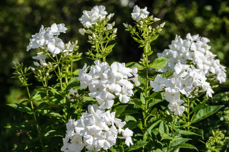 Blossoming White Phlox Flowers Stock Photo - Image of petal, bloom ...