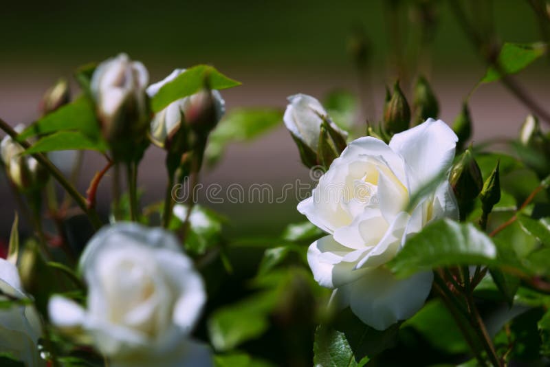 Blossoming White Roses Plant Stock Image - Image of stem, pink: 56860893