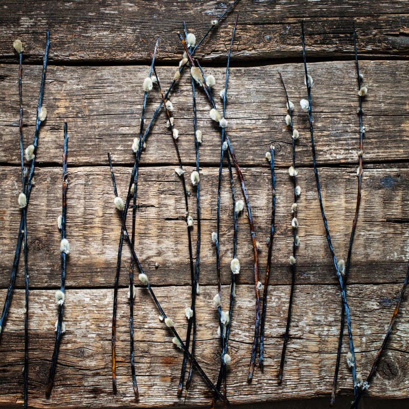 Blossoming Willow Branches Fluffy Kidneys Easter Stock Photo - Image of ...