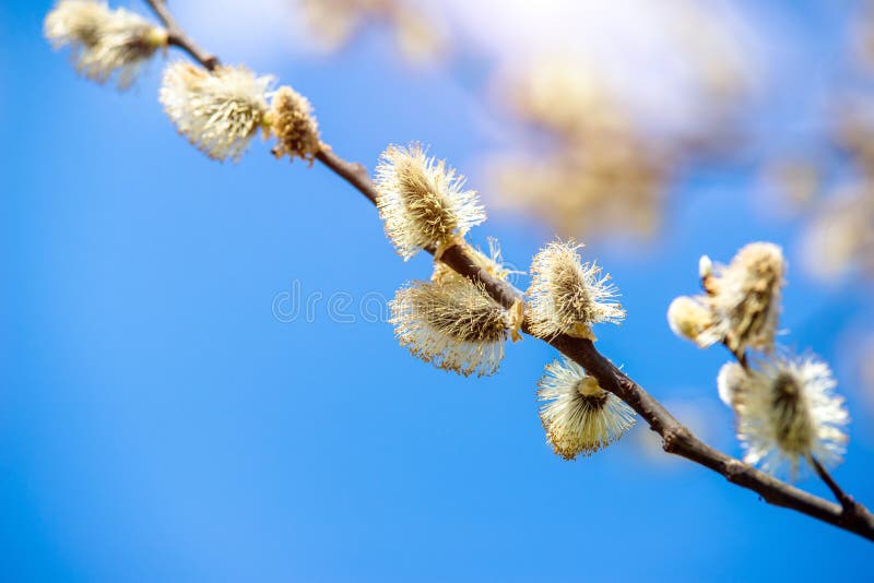 Blossoming Willow in the Early Spring Stock Photo - Image of fluffy ...