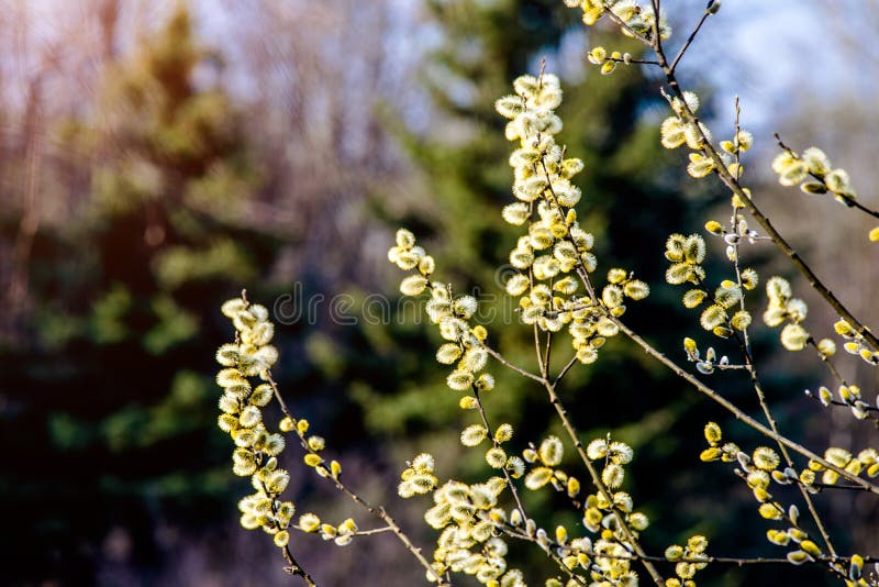 Blossoming Willow in the Early Spring Stock Photo - Image of seeds ...