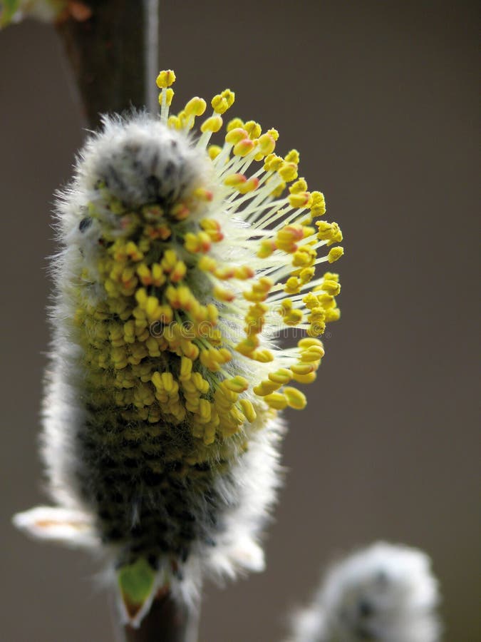 Willow in spring stock image. Image of growing, flying - 68792073