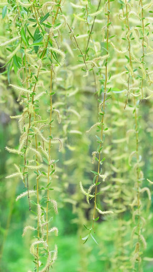 Blossoming Willow Tree in Pastel Green Colors As a Delicate Spring ...