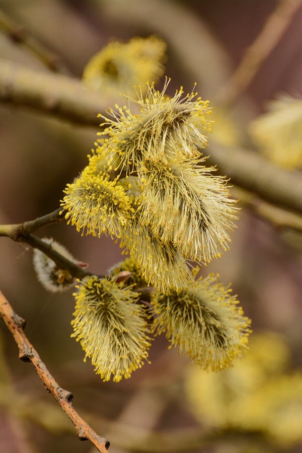 Blossoming Willow Twigs on a Sunny Day. Stock Photo - Image of botany ...