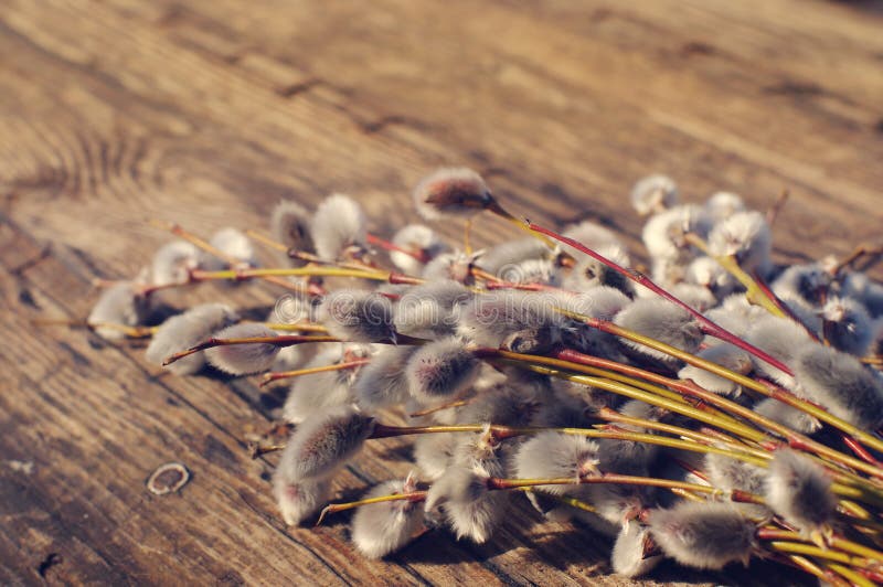 Blossoming Willow. Willow Branches with Fluffy Kidneys Stock Photo ...