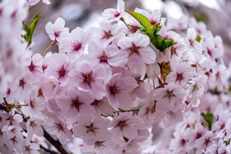 A Blossoming Wonder: Sakura Trees in Full Bloom Stock Image - Image of ...
