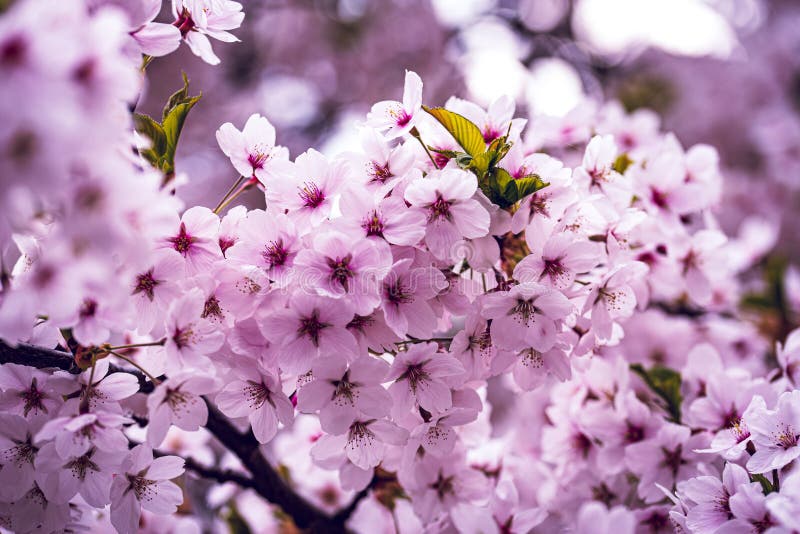 A Blossoming Wonder: Sakura Trees in Full Bloom Stock Photo - Image of ...