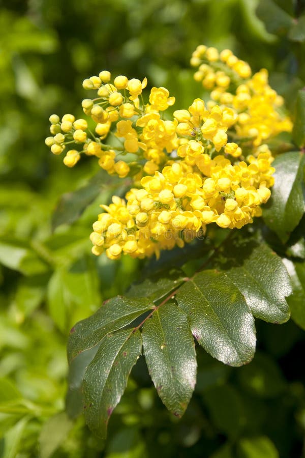 Blossoming Yellow Holly Plant Stock Photo - Image of flowering, blossom ...
