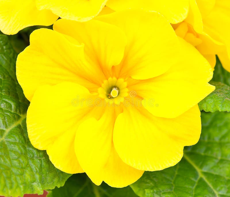 Yellow primrose stock photo. Image of bouquet, leaf, natural - 40370726