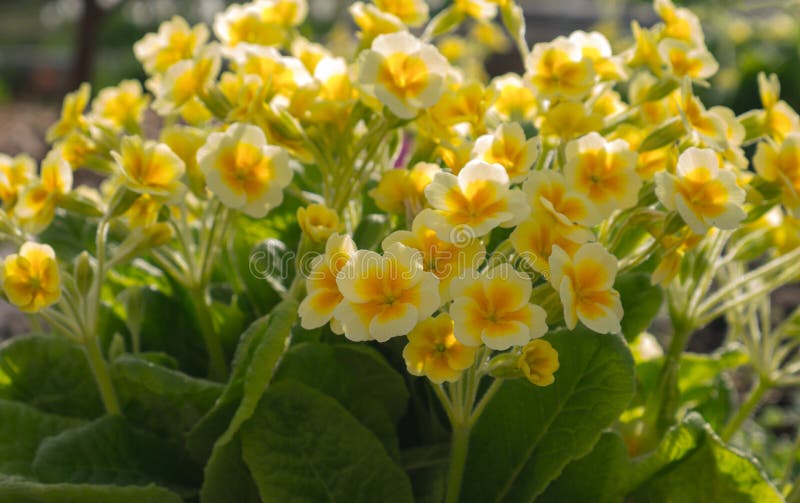 The Blossoming Yellow Primrose. Spring Garden Flowers Stock Photo ...