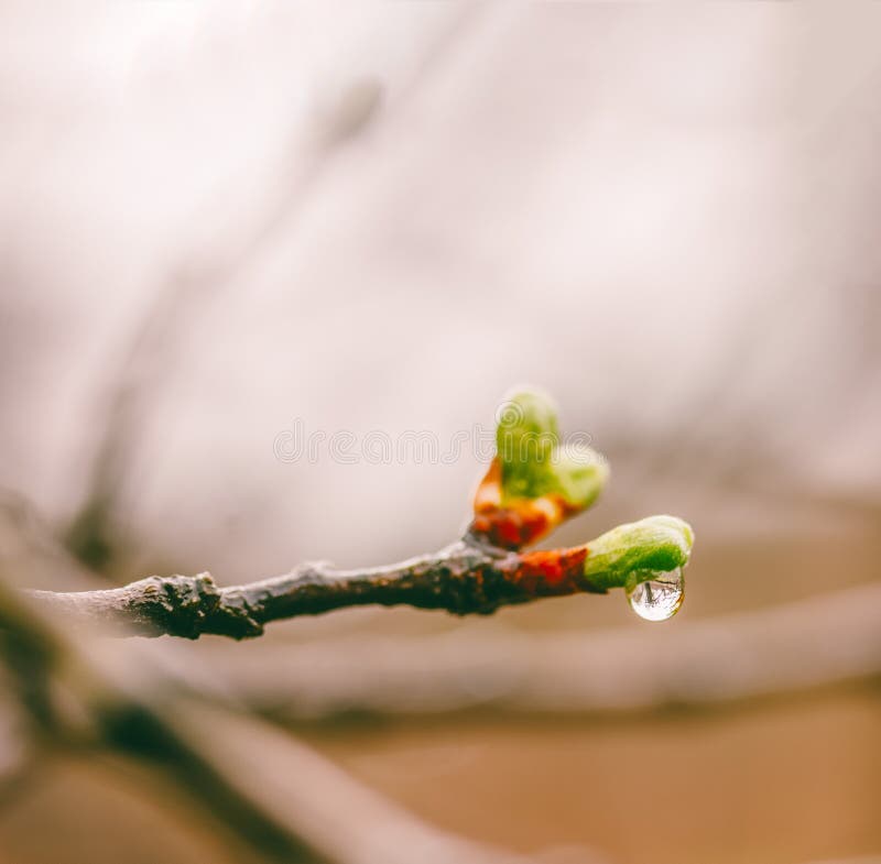 Blossoming Young Green Leaves in Drops of a Spring Rain on Branches ...