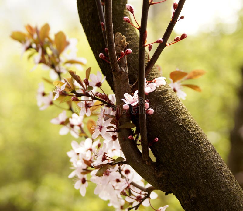 Blossomming of Cherry Tree in Spring Stock Image - Image of sunshine ...