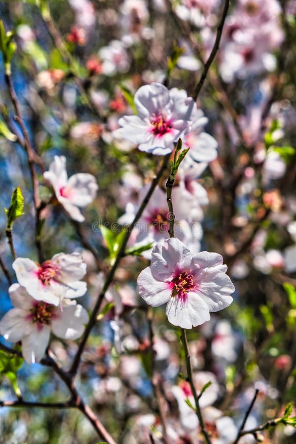 Blossoms of an Almond Tree (Prunus Amygdalus, Prunus Dulcis) Stock ...