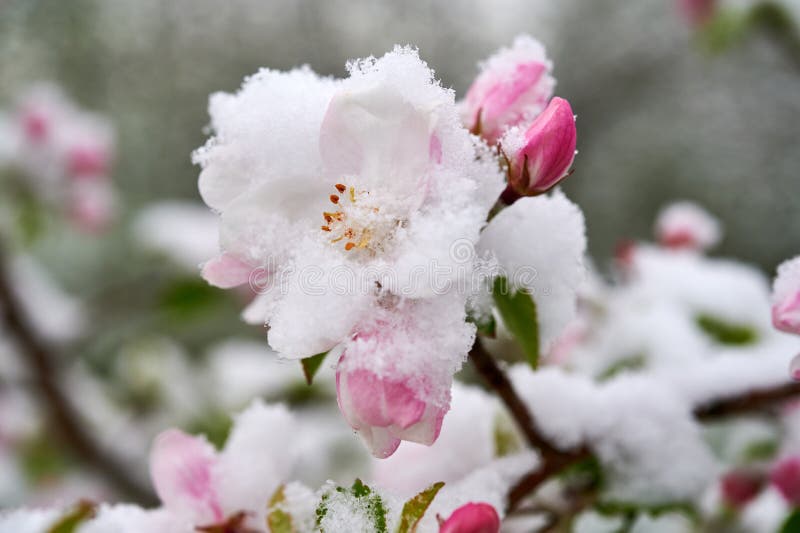 Blossoms of Apple Trees are Covered with Snow Stock Image - Image of ...