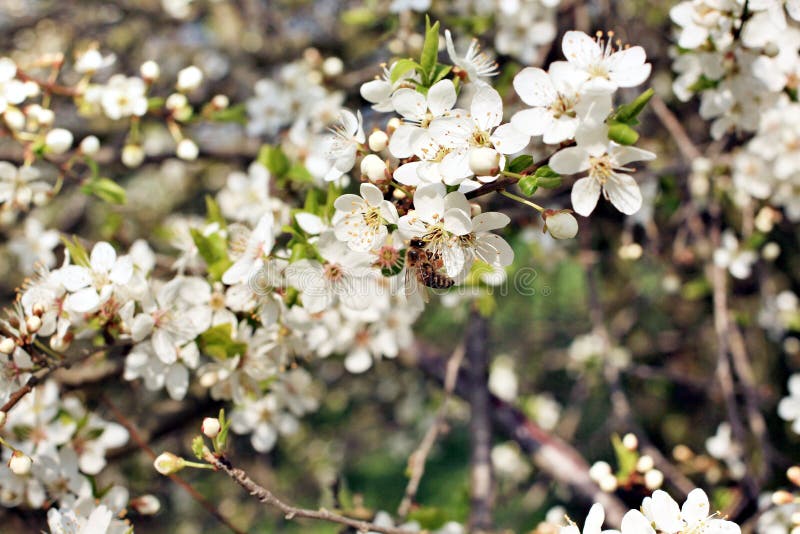 Blossoms with Bee - Springtime. Stock Photo - Image of light, detail ...