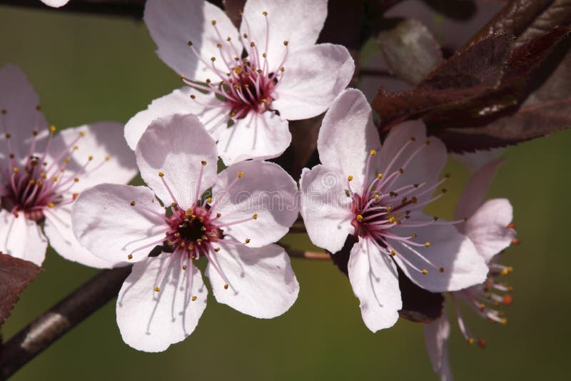 Blossoms of a Blood Plum Tree in the Garden Stock Photo - Image of ...