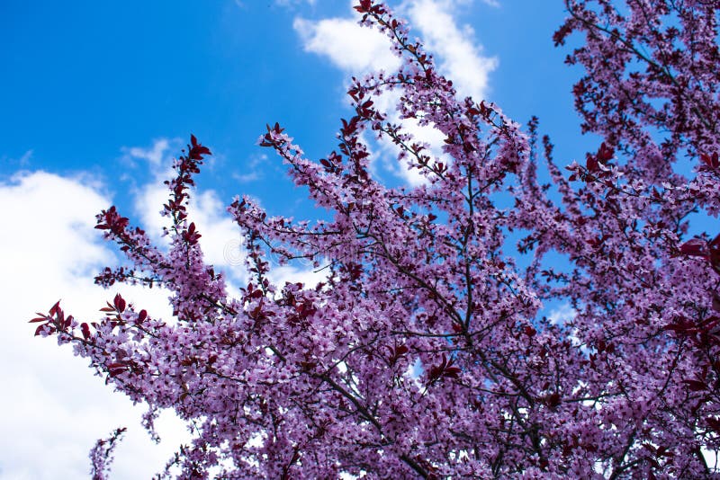 Blossoms of a Blossoming Tree on a Blue Sky Background Stock Image ...