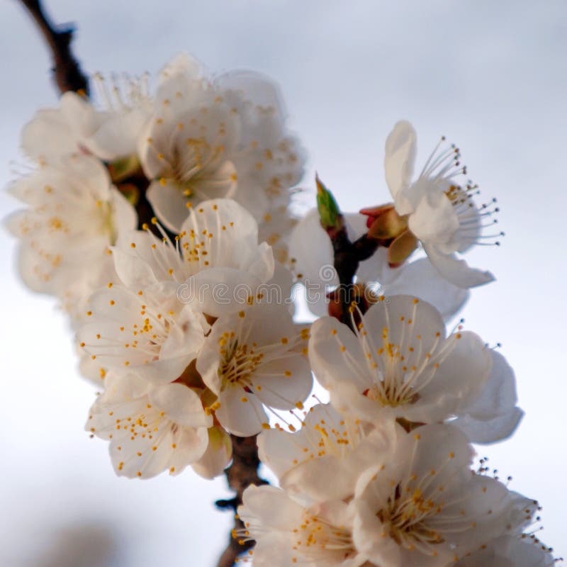 Blossoms on branch stock image. Image of petals, springtime - 4889043