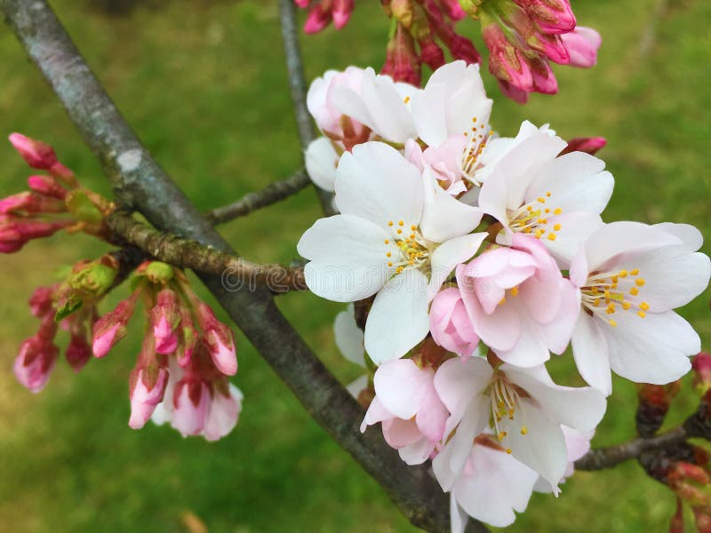 Blossoms on branch stock photo. Image of blooming, bush - 88787738