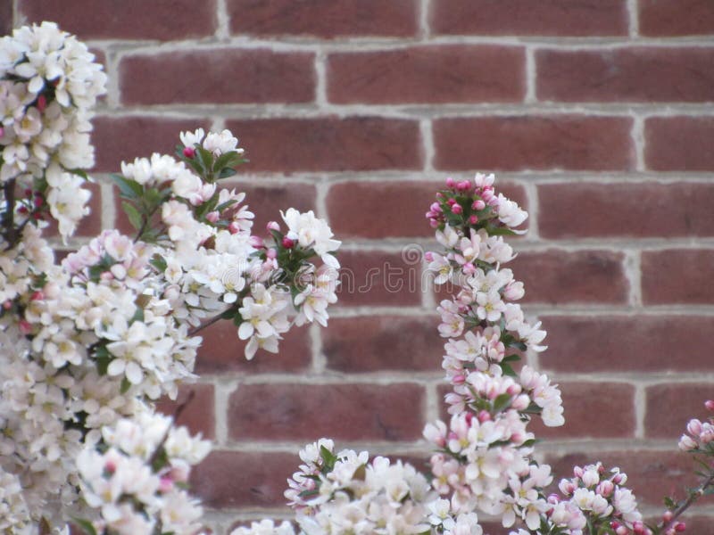Blossoms on brick stock image. Image of bouquet, pink - 275774483