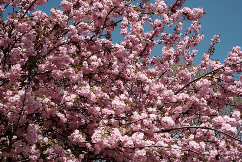 Blossoms Brighten Sky Springtime Garden Stock Photos - Free & Royalty ...