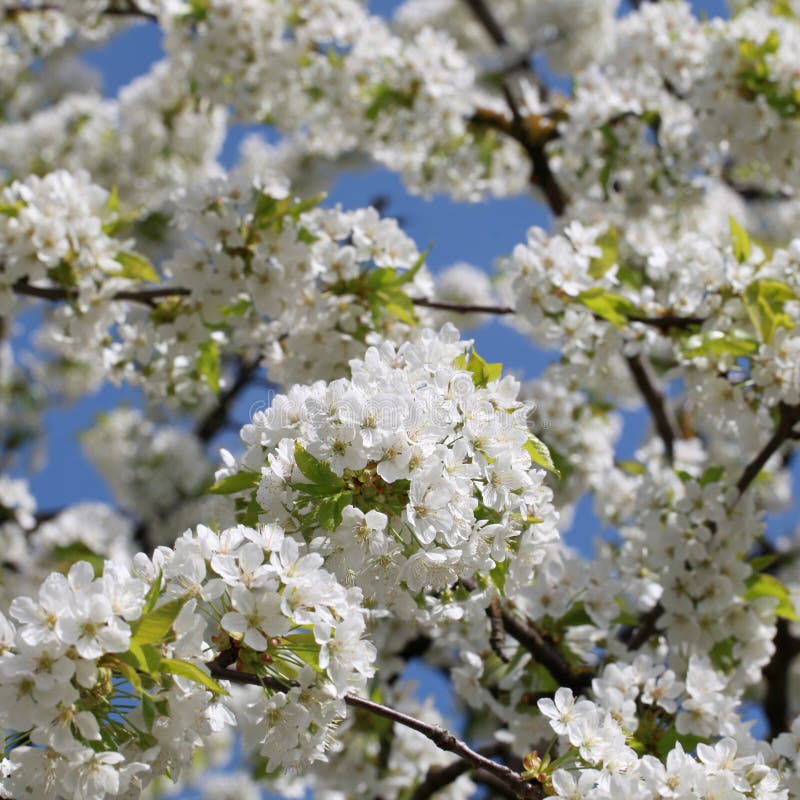 Blossoms on a Cherry Tree in Spring Stock Image - Image of blossoms ...