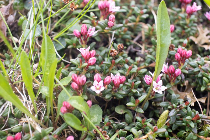 Blossoms and Dwarf Scrub of Kalamia Procumbens or Alpine Azalea of ...