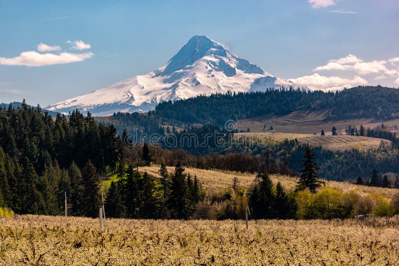 Blossoms in Hood River Fruit Loop Oregon Stock Photo - Image of nature ...