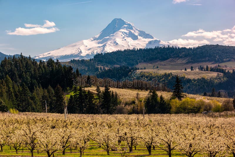 Blossoms in Hood River Fruit Loop Oregon Stock Image - Image of fruit ...