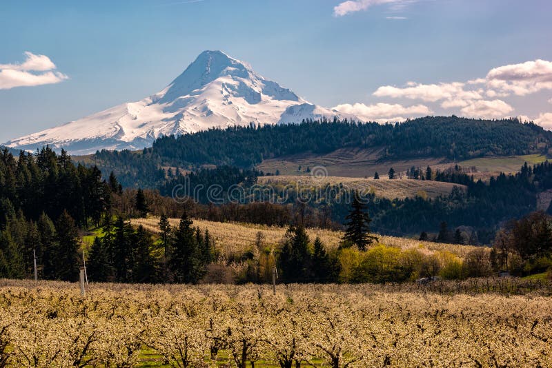 Blossoms in Hood River Fruit Loop Oregon Stock Photo - Image of spring ...