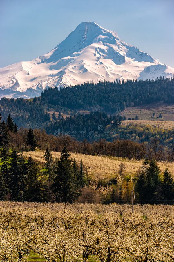 Blossoms in Hood River Fruit Loop Oregon Stock Photo - Image of farm ...