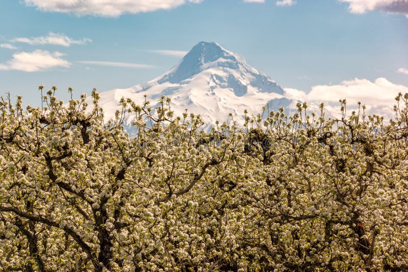 Blossoms in Hood River Fruit Loop Oregon Stock Image - Image of mount ...