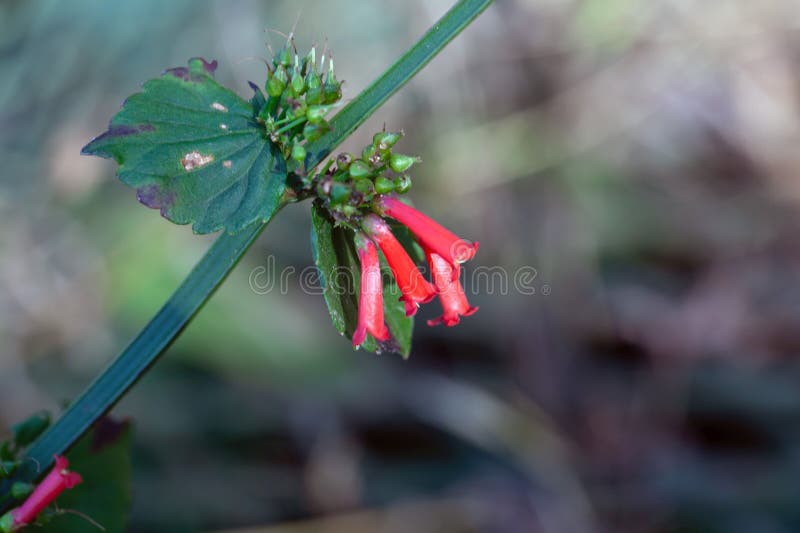 Blossoms of the Firecracker Russelia Sarmentosa Stock Photo - Image of ...