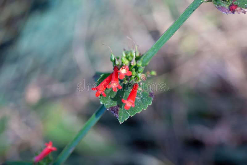 Blossoms of the Firecracker Russelia Sarmentosa Stock Photo - Image of ...
