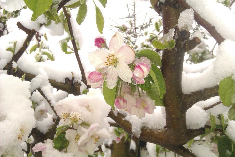 Blossoms of an Flowering Apple Tree in Spring Covered with Snow Stock ...