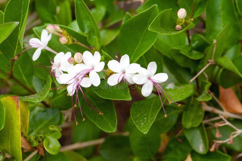 Blossoms Glory Bower Volkameria Inermis Stock Photos - Free & Royalty ...