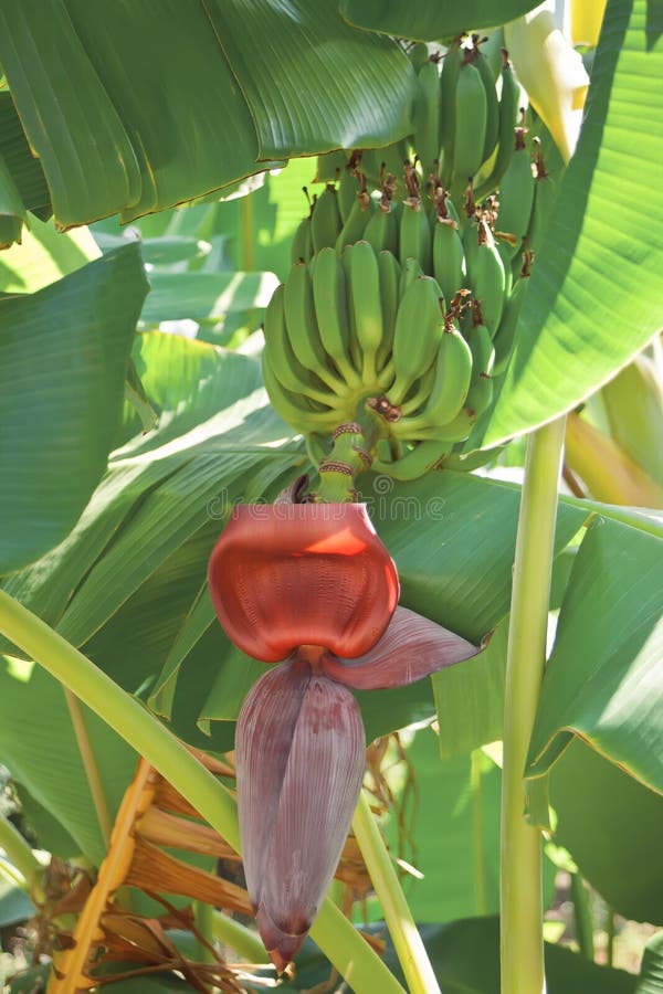 The Blossoms Hang on Banana Tree. a Banana Red Flower Banana Bloom ...